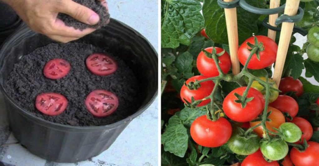Con Solo 4 Rebanadas Obtén Una Cantidad Ilimitada De Tomates En Una ...