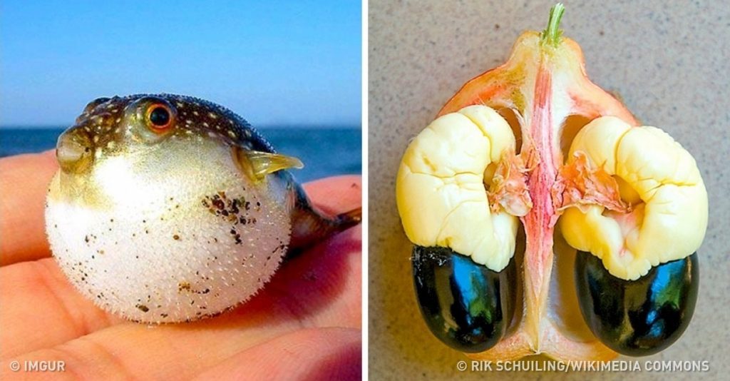 Los 10 Alimentos Más Peligrosos Y Mortales De Todo El Planeta ...