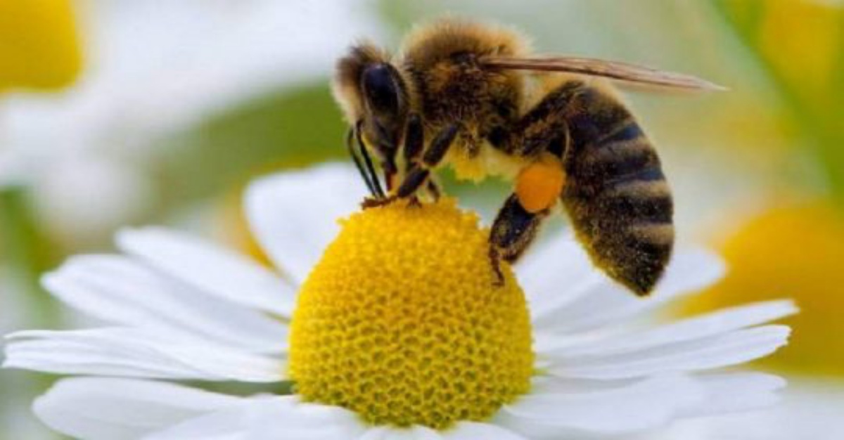 Abejas Son Declaradas El Ser Vivo Más Importante Del Planeta | Delicias ...