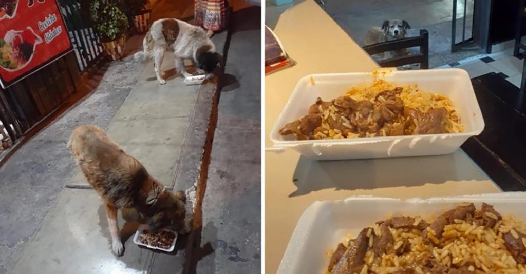 Restaurante Regala Exquisitos Menús A Perros Callejeros Usando Las ...