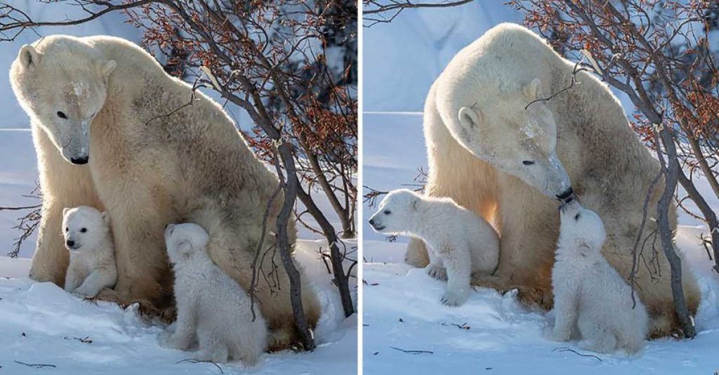 Fotografía Del Momento Exacto En Que Mamá Oso Besa A Su Cría Conmueve ...