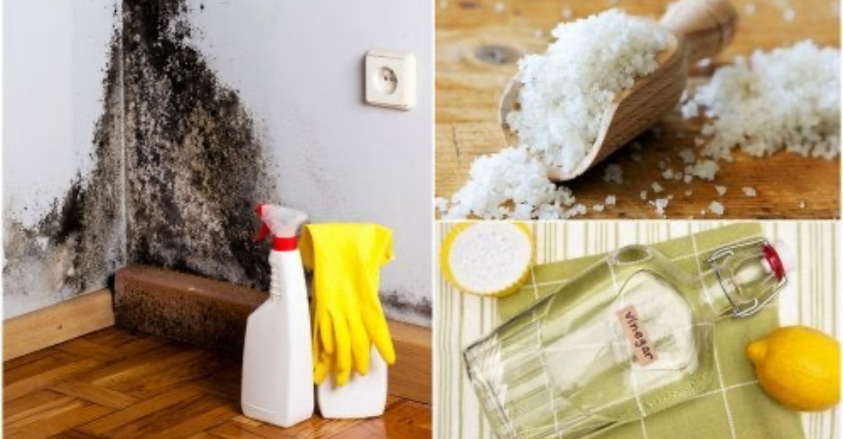 5 Maneras De Combatir La Humedad Y El Moho De Tu Casa | Delicias Blog